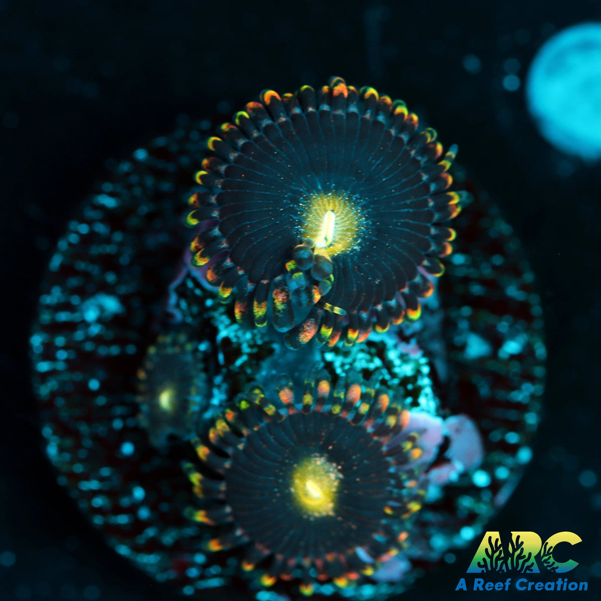 Bozo's Birthday Zoas – A Reef Creation