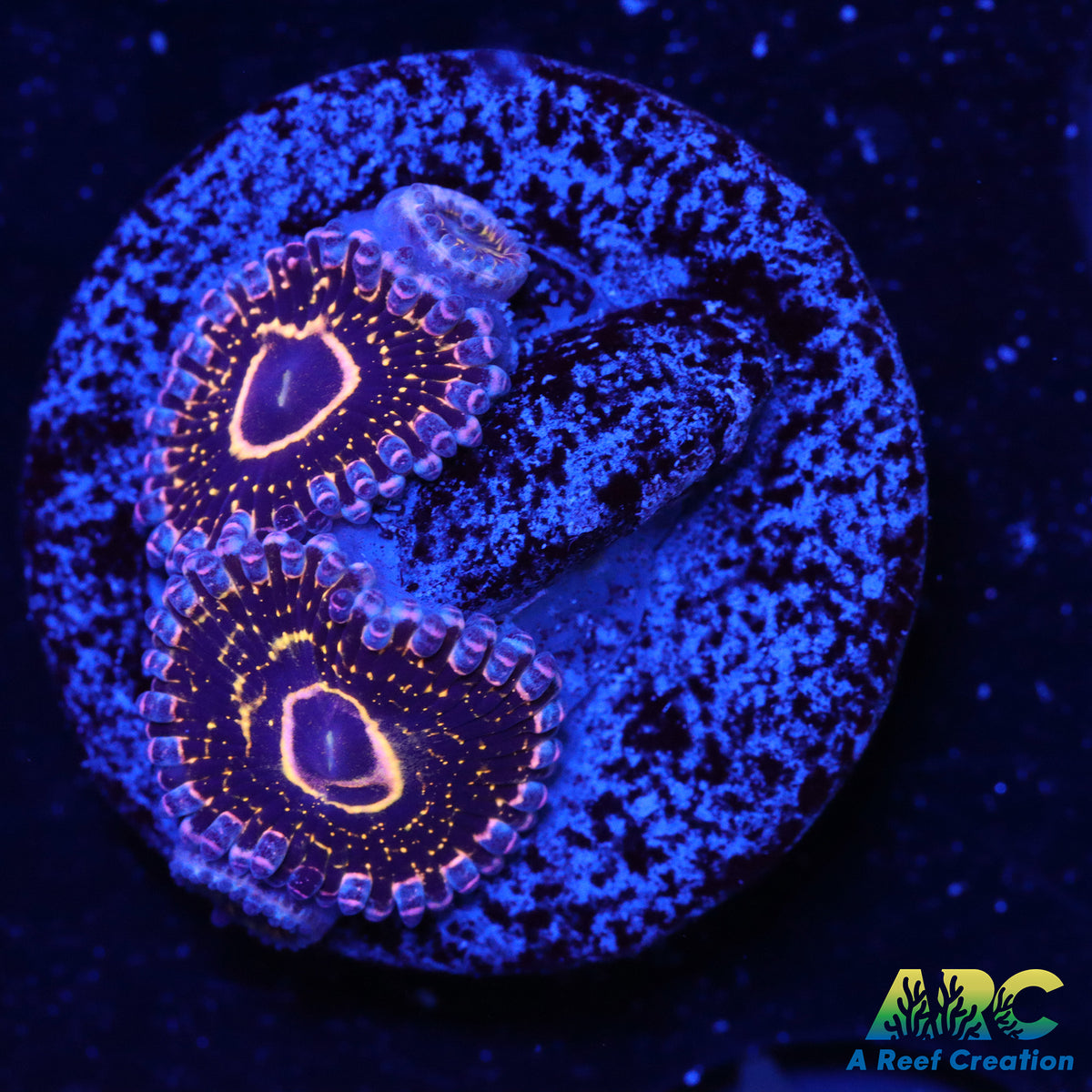Stratosphere Zoanthids – A Reef Creation