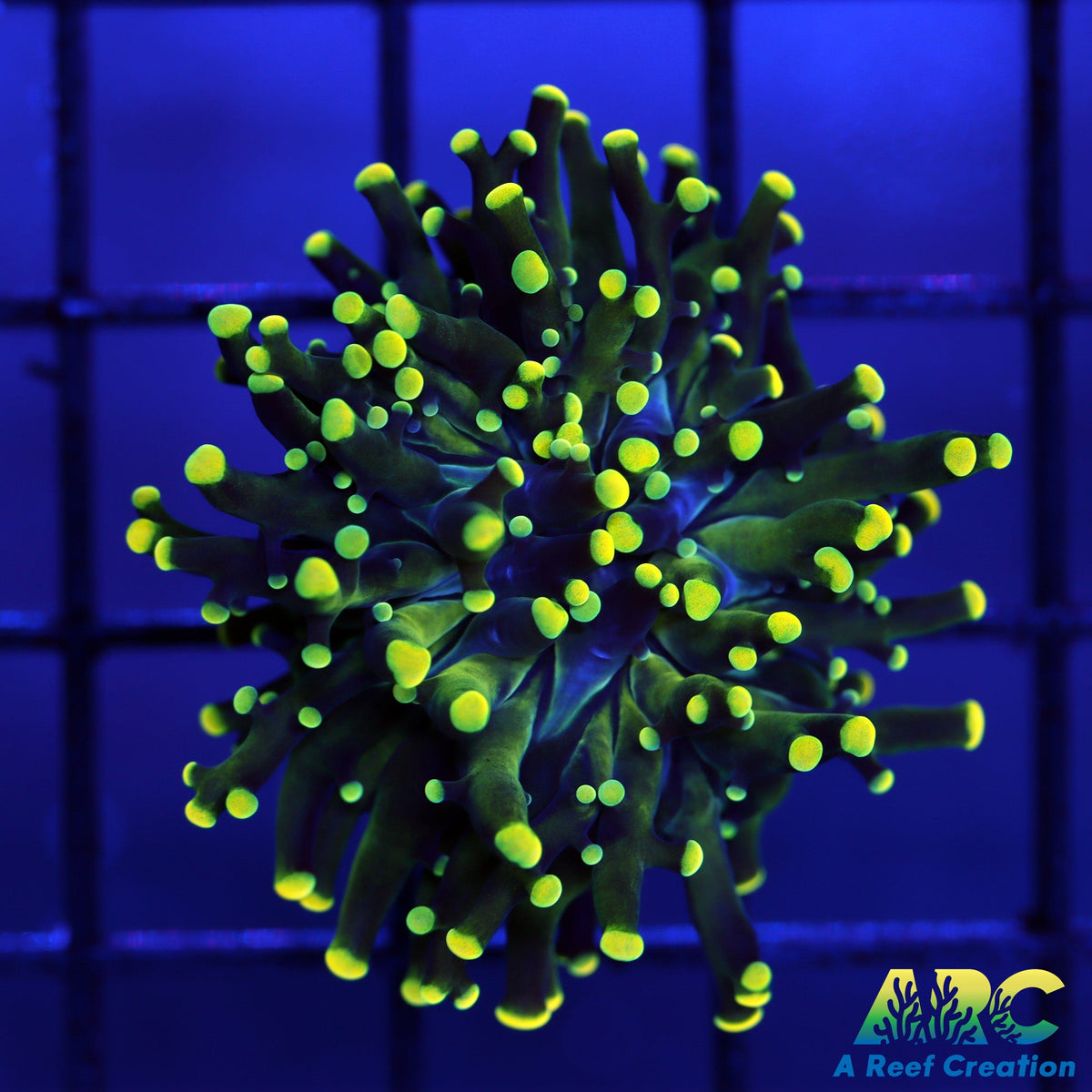 ARC Yellow Tip Frog – A Reef Creation