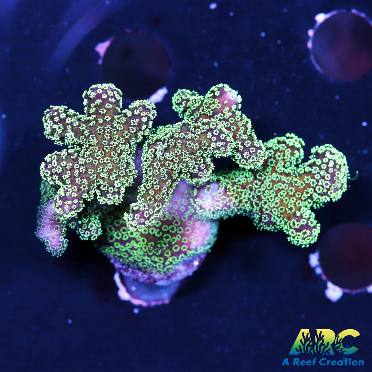 Rainbow Stylophora – A Reef Creation