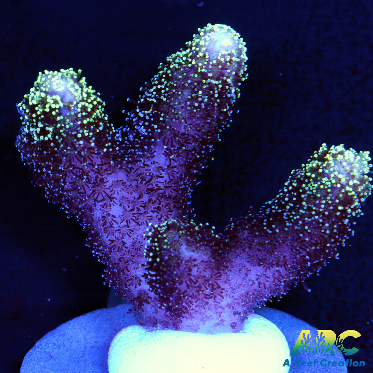 Rainbow Stylophora – A Reef Creation