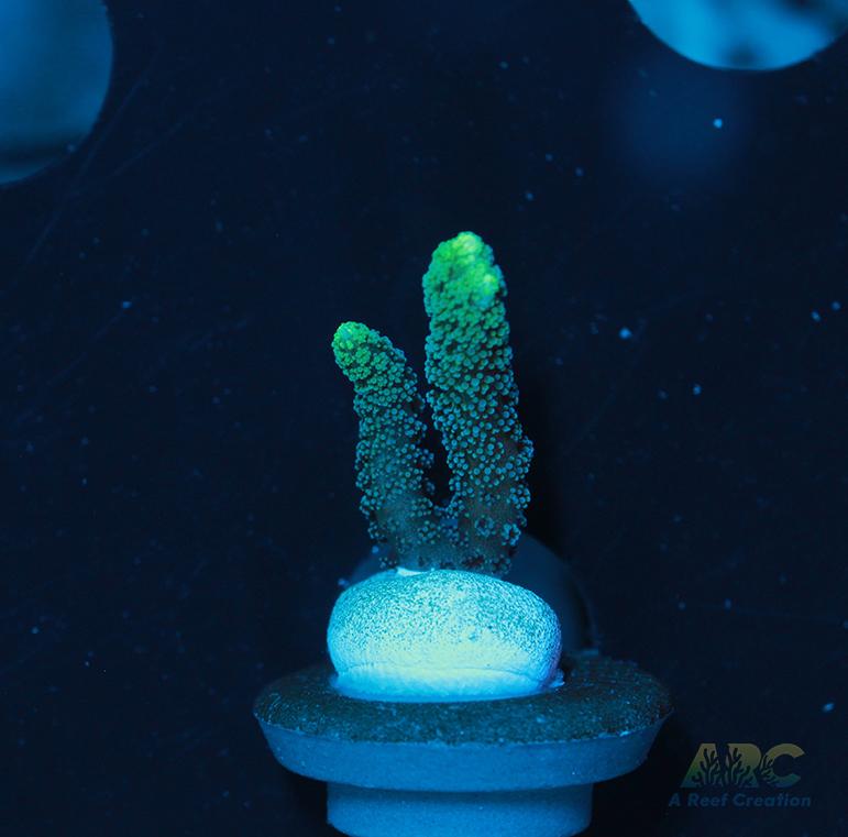 ORA Neon Green Birdsnest – A Reef Creation