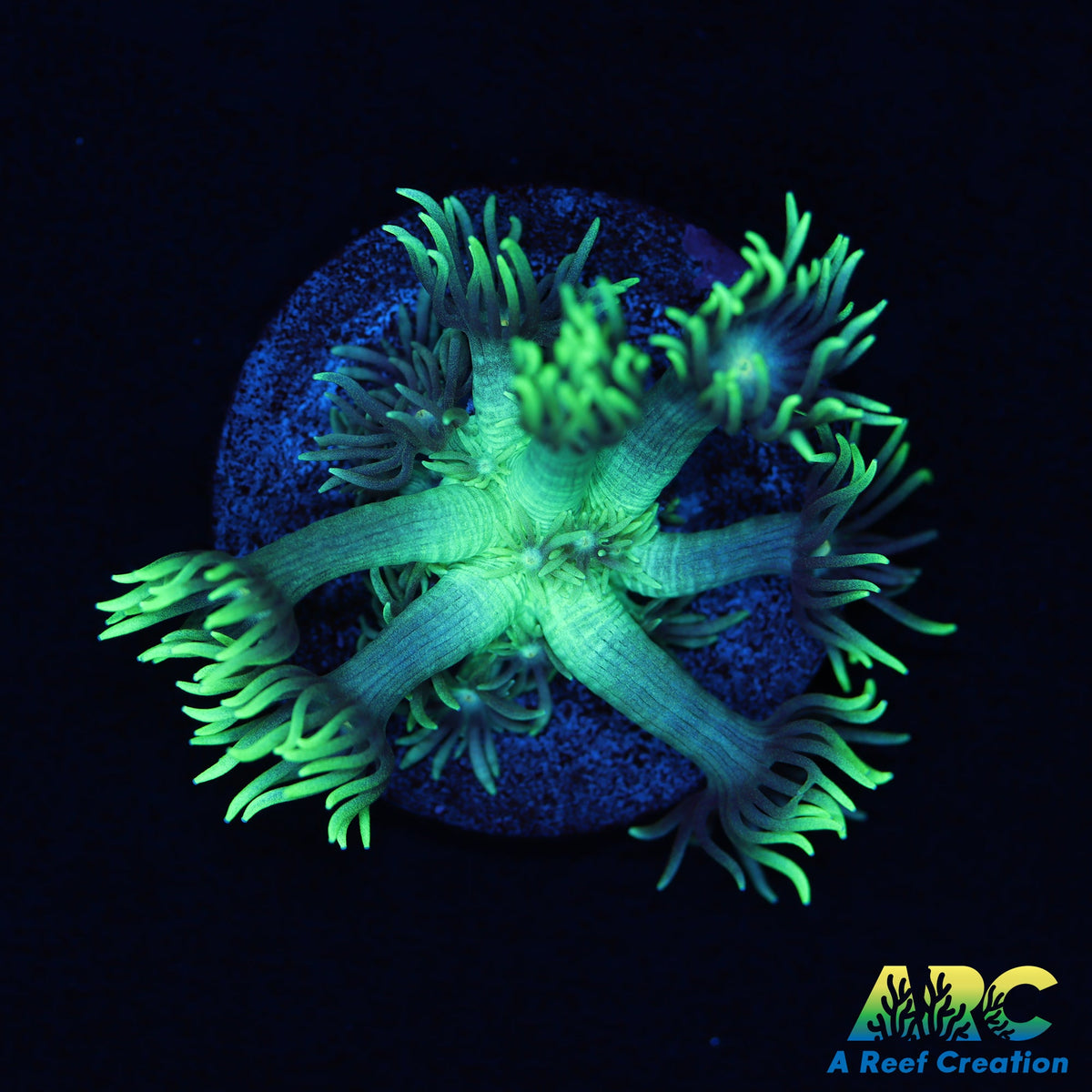 Neon Goni – A Reef Creation