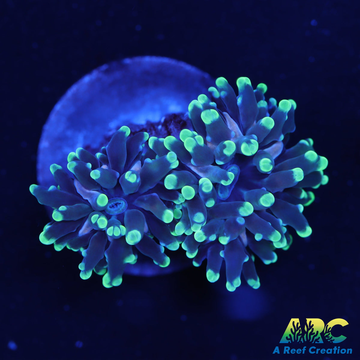 Frogspawn – A Reef Creation