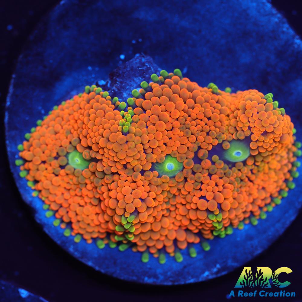 Rainbow Ricordea – A Reef Creation