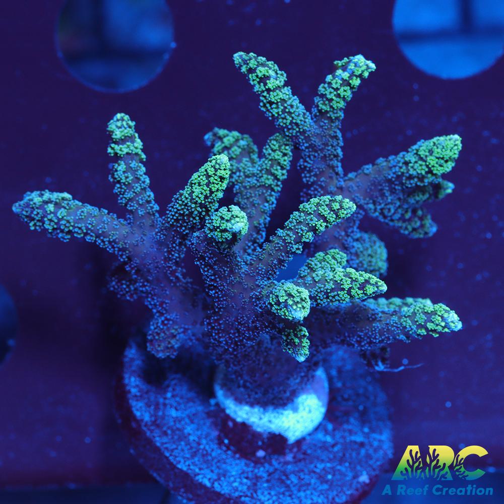 Neon Birdsnest – A Reef Creation