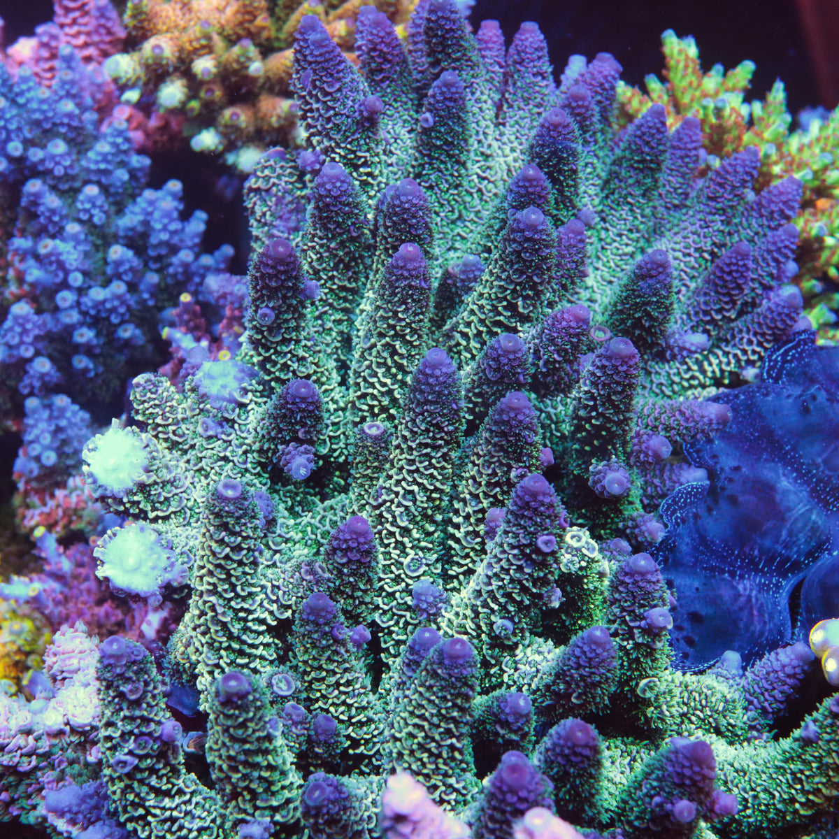 ARC Rainbow Spath Mother Colony – A Reef Creation