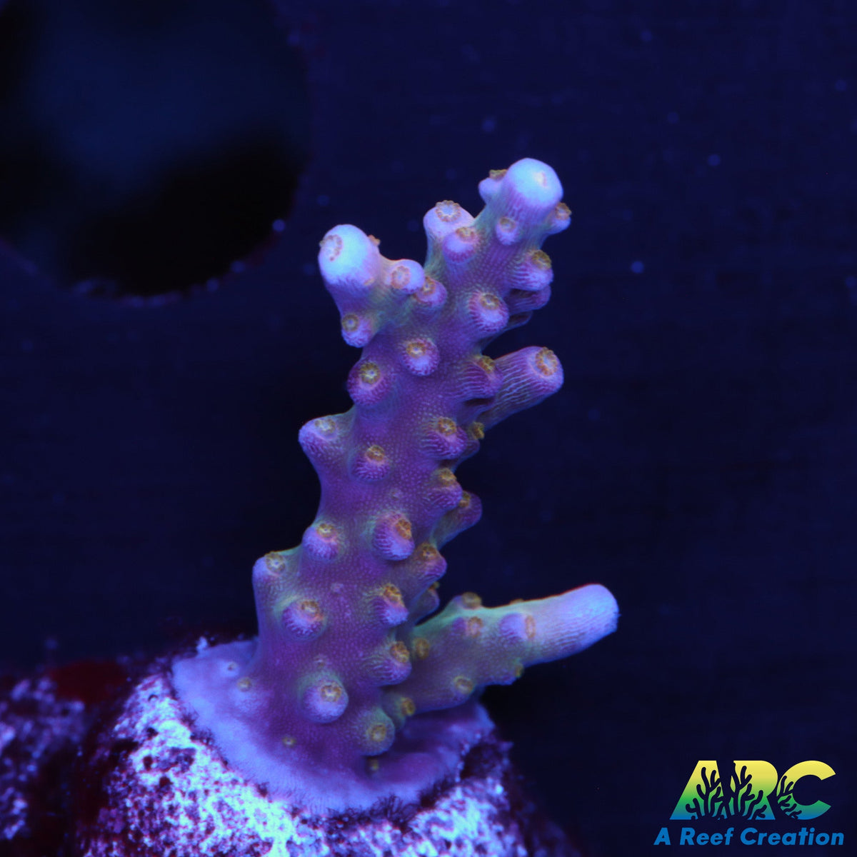 Tyree Merlin's Staff Acro – A Reef Creation