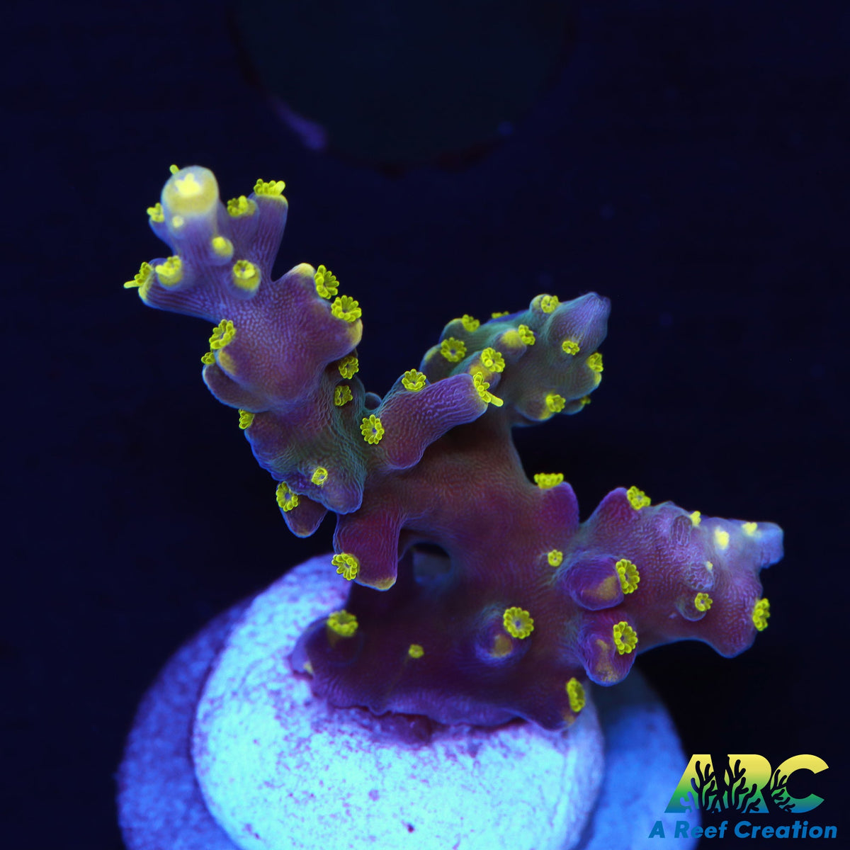 ARC Proximo – A Reef Creation