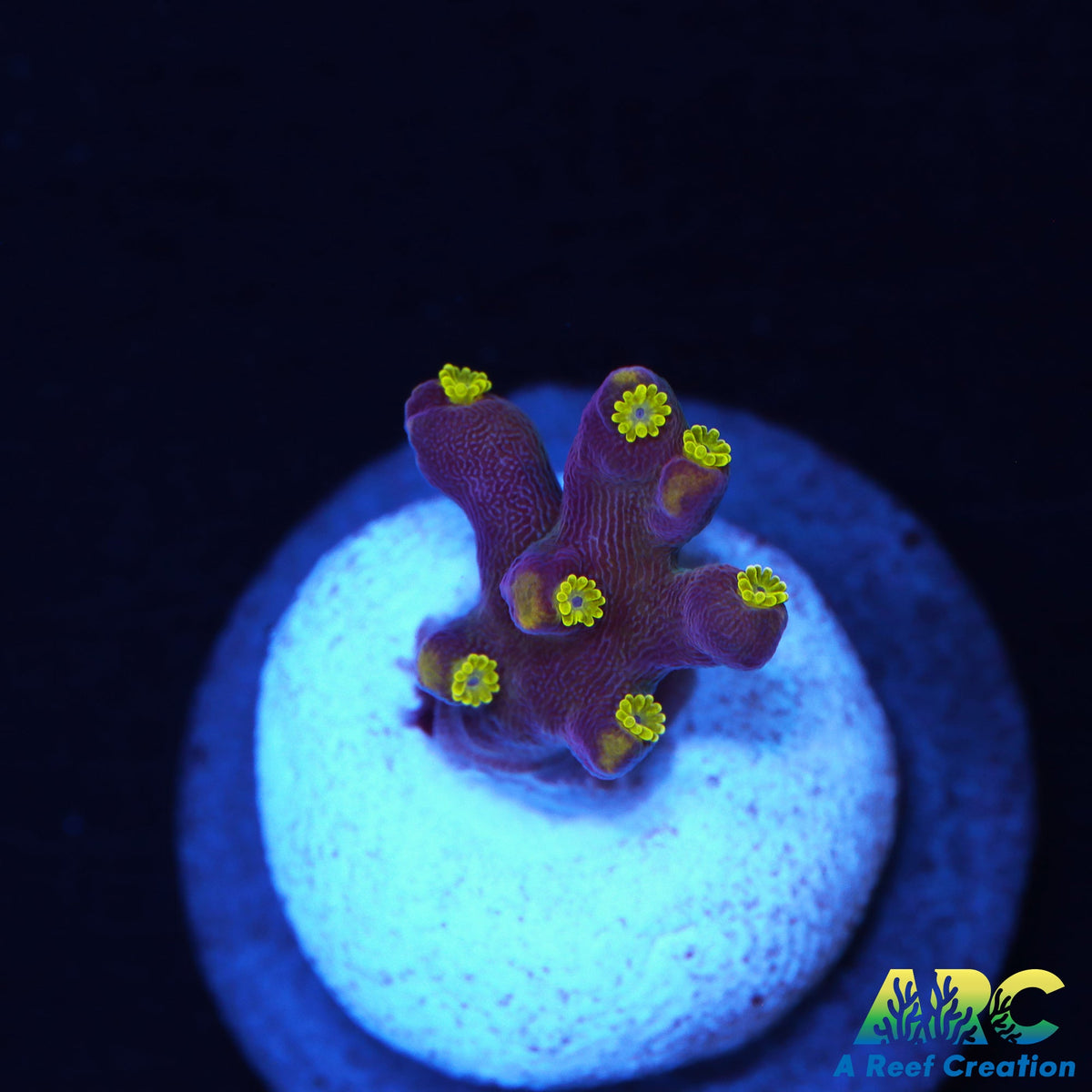 ARC Proximo – A Reef Creation