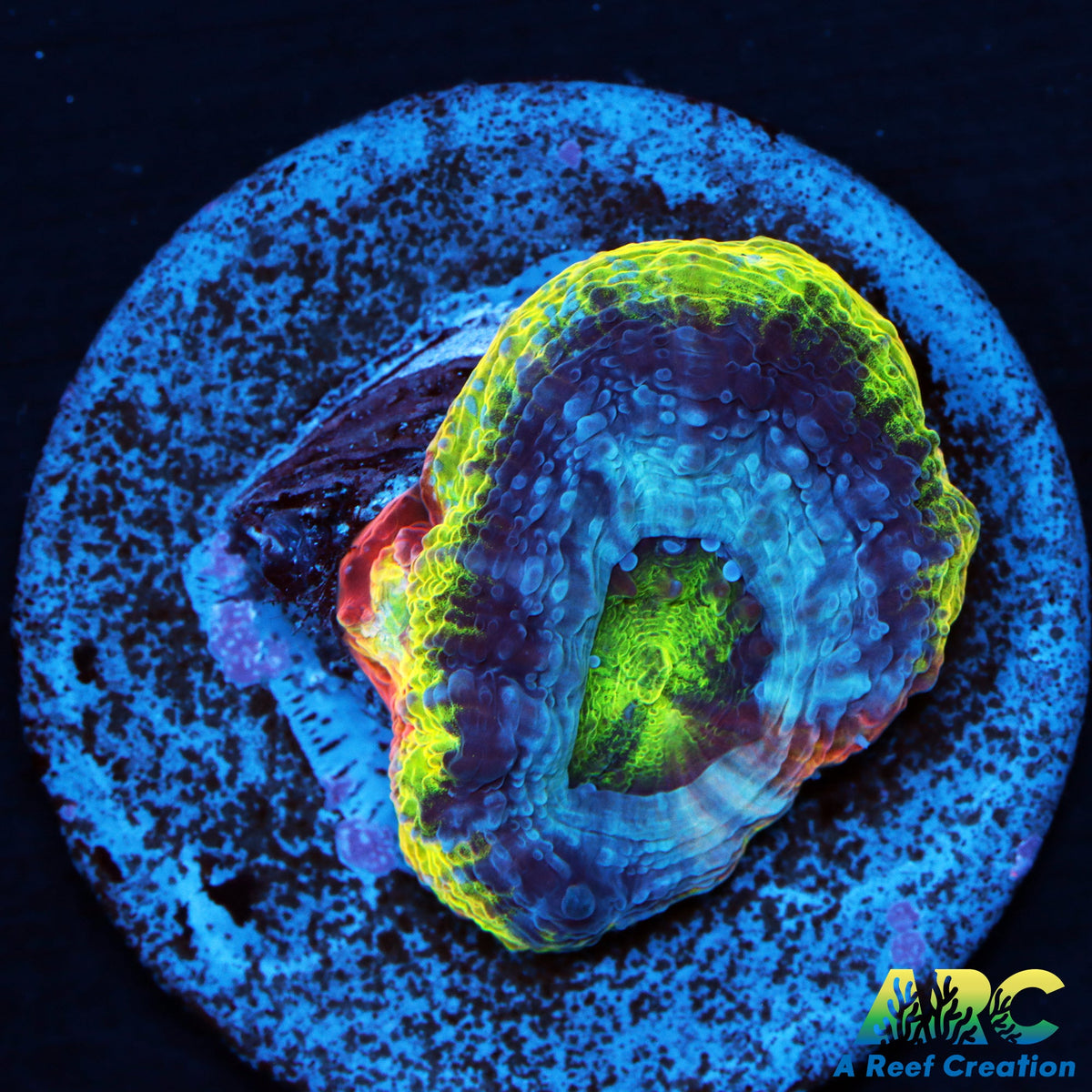 ARC Flaming Bugatti Bower – A Reef Creation