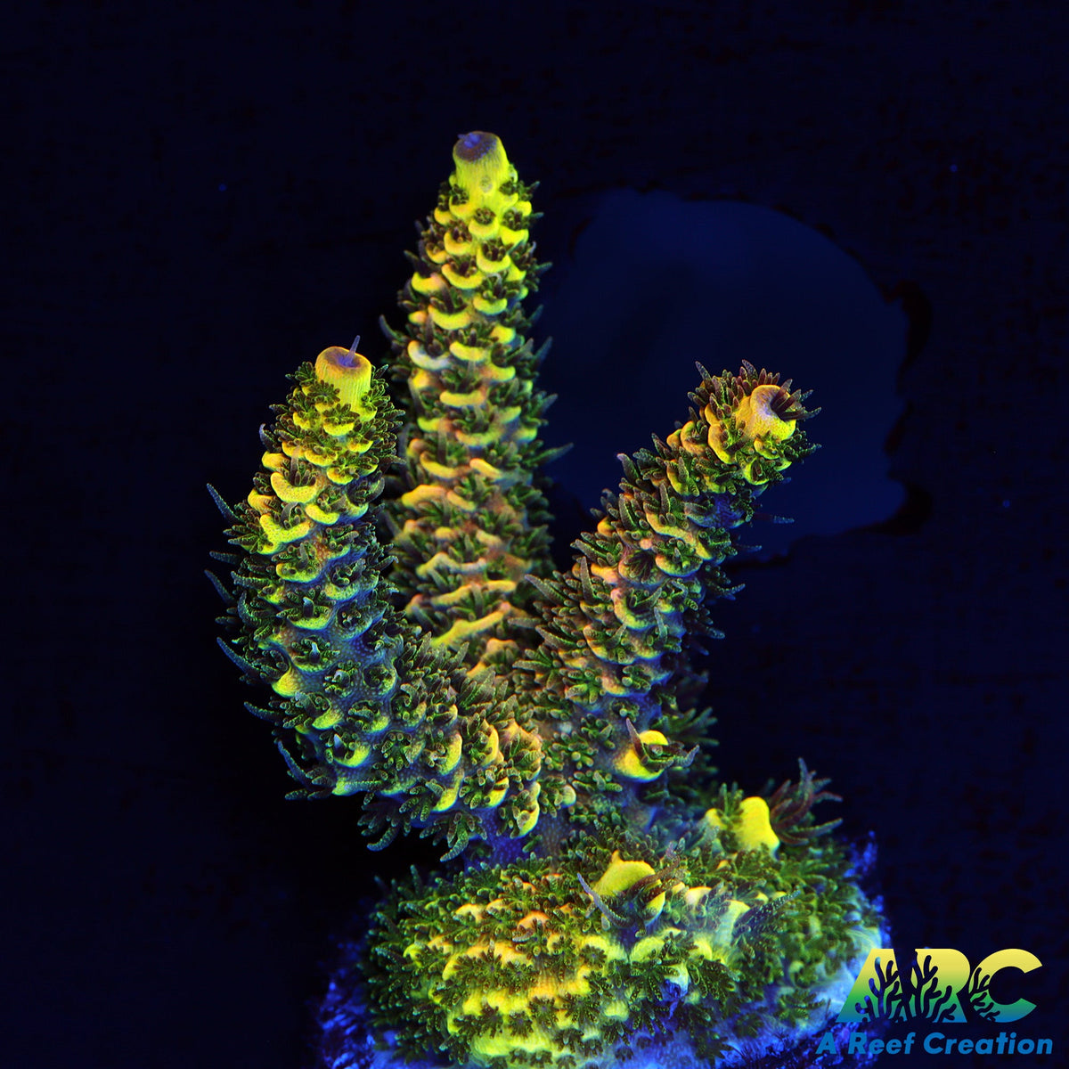 RRC Rainbow Splice – A Reef Creation