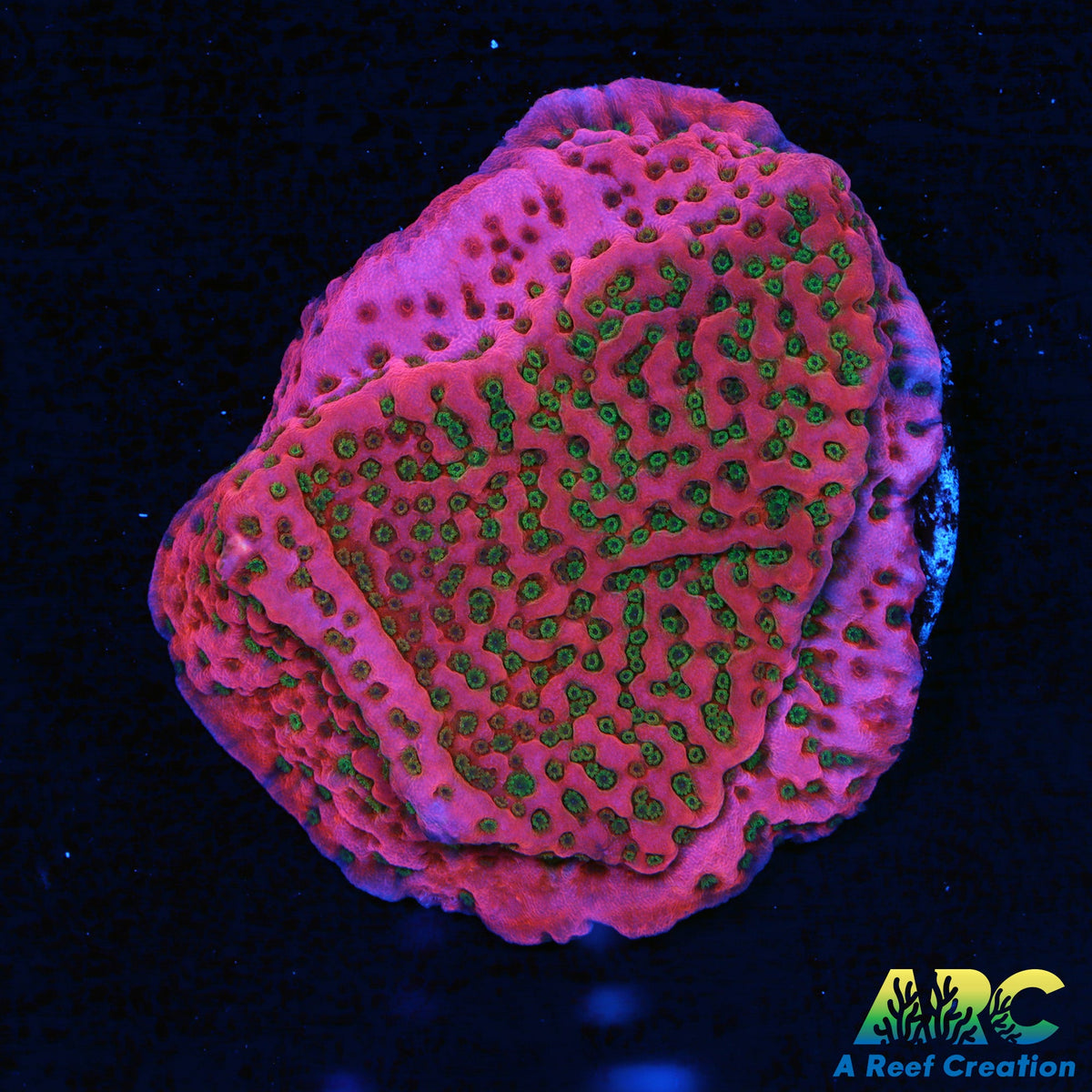 WWC Cherry Tree Monti – A Reef Creation