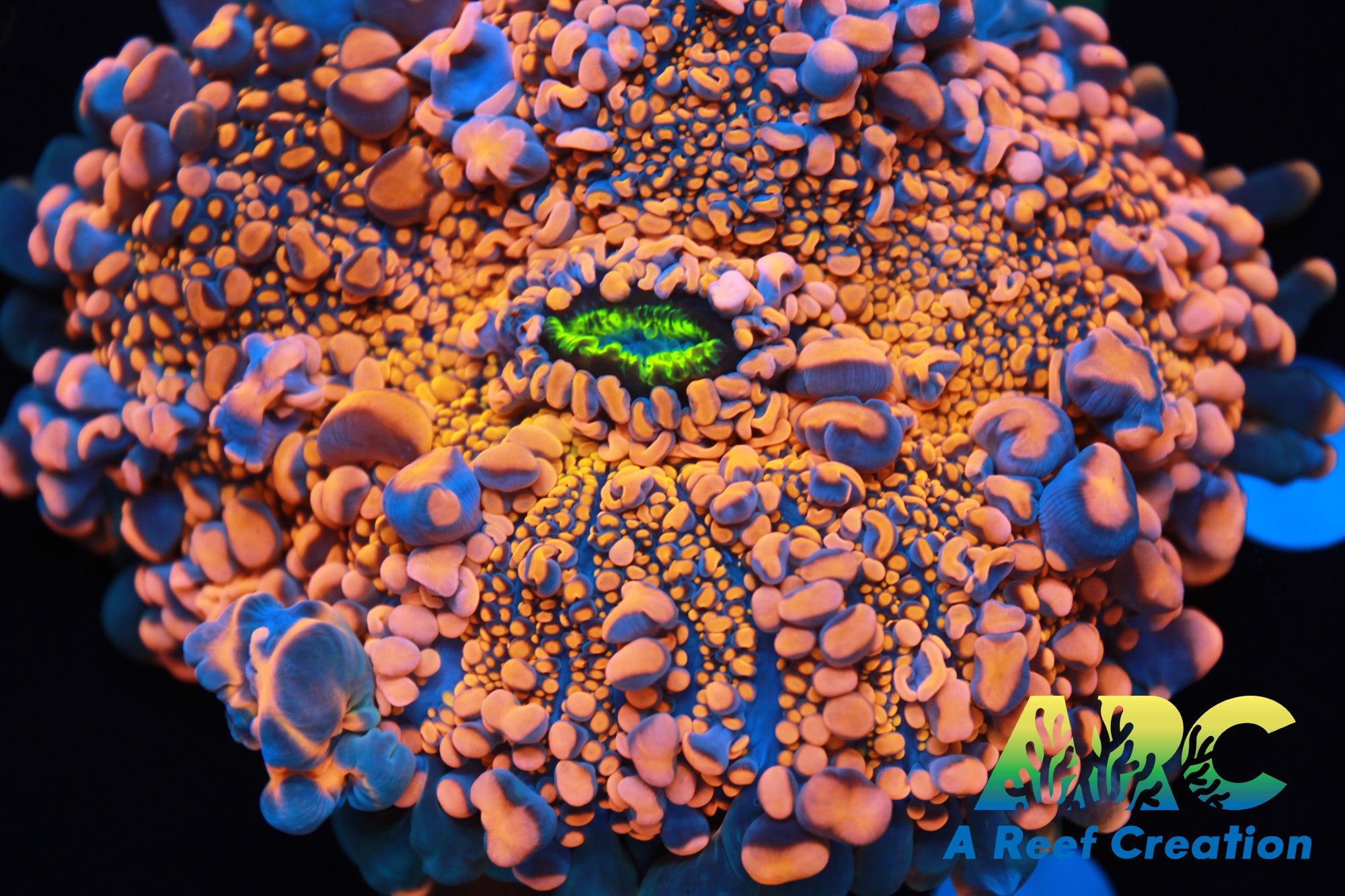 Mother Colonies – A Reef Creation