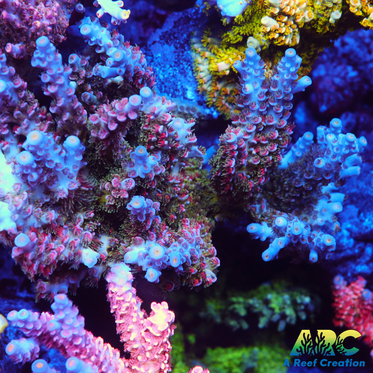 JF Blow Torch Mother Colony – A Reef Creation