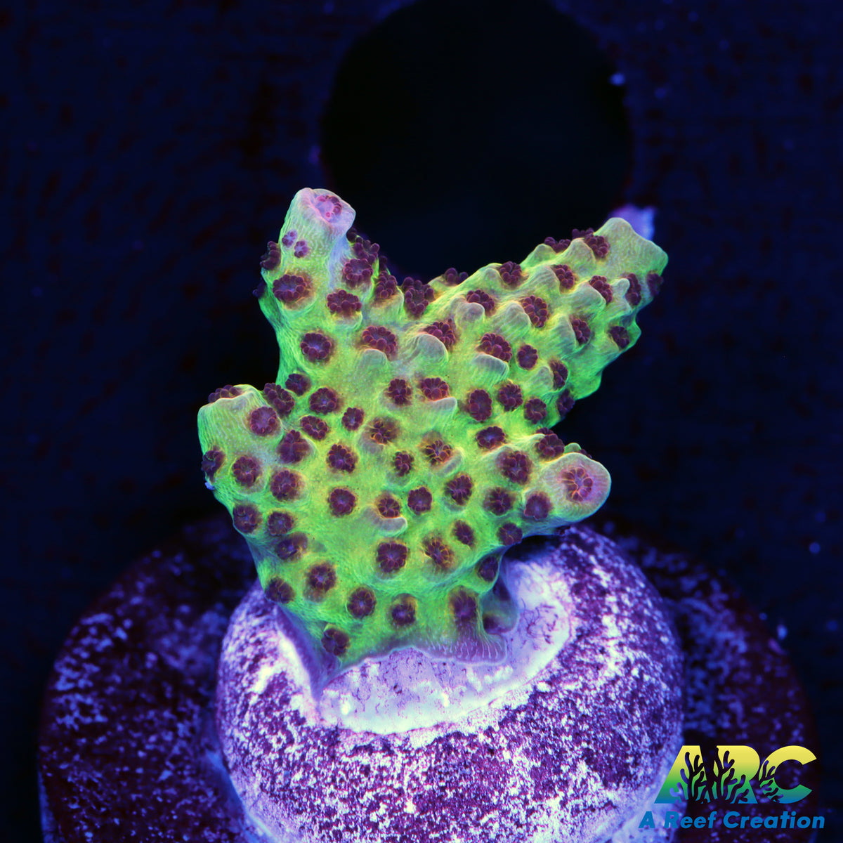 TSA Princes Peach Acro – A Reef Creation