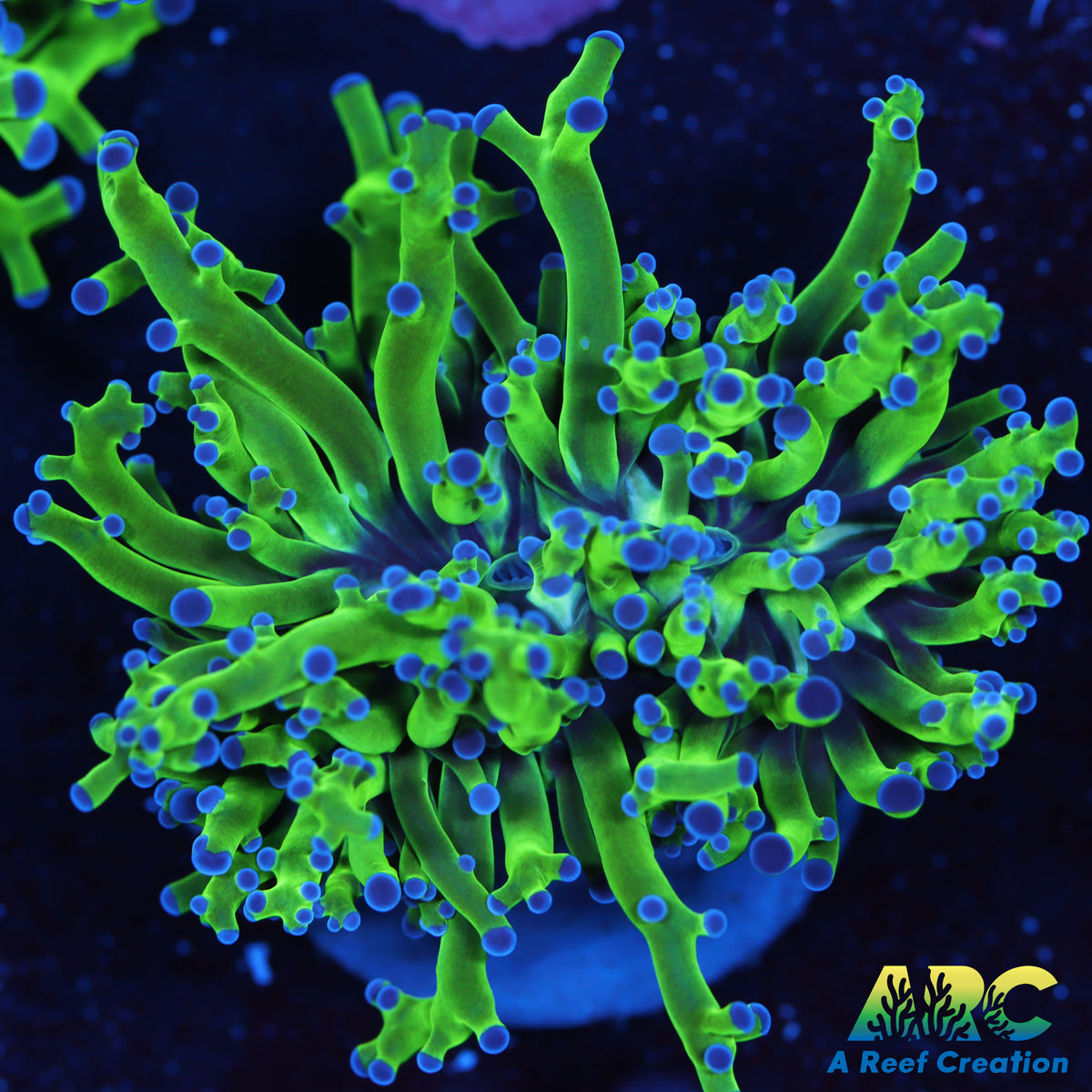 Neon Frogspawn – A Reef Creation