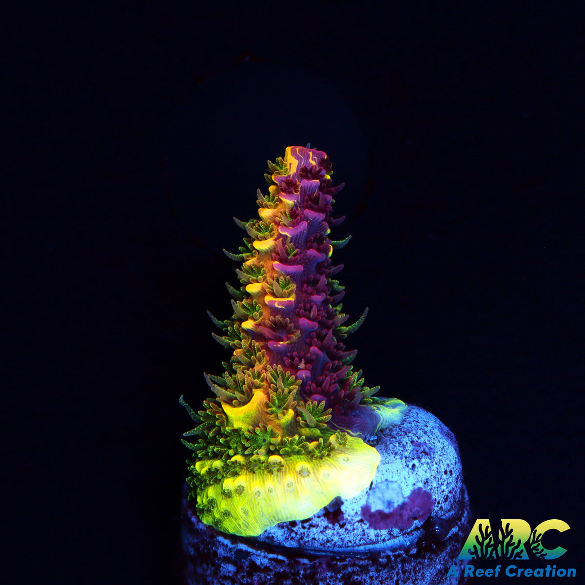 RRC Rainbow Splice Acro – A Reef Creation
