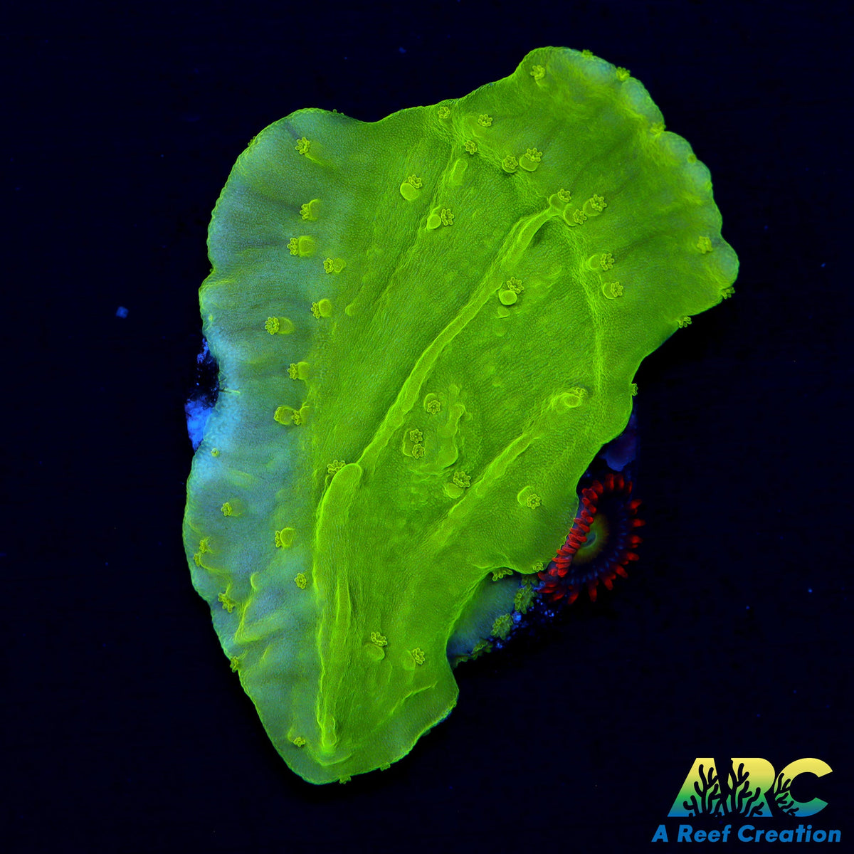 Tyree Toxic Aequituberculata Monti – A Reef Creation