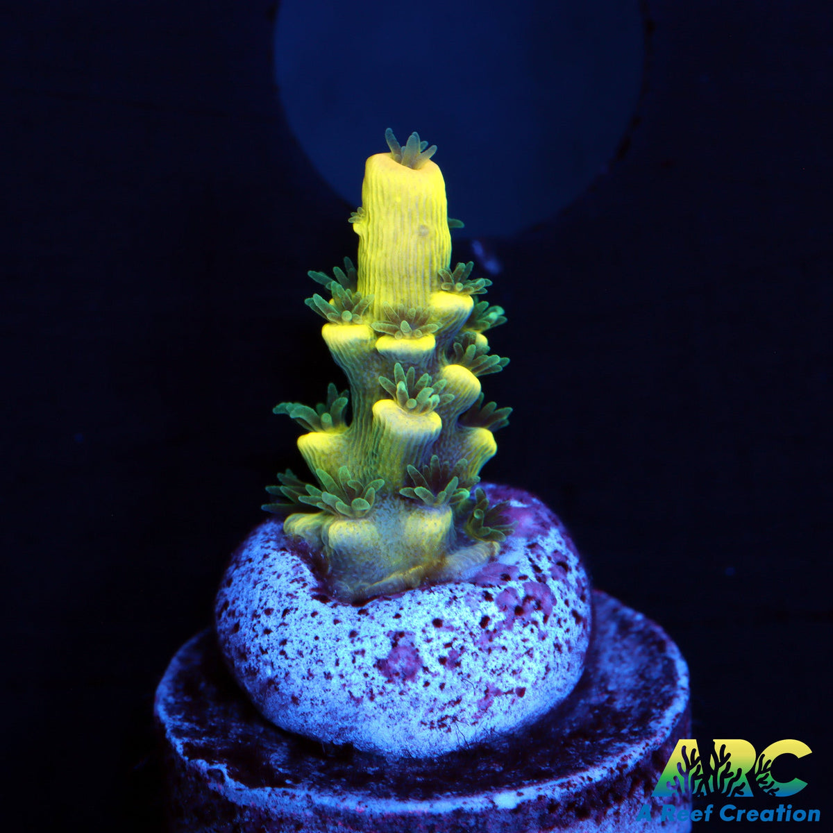 TCK Solor Beam – A Reef Creation