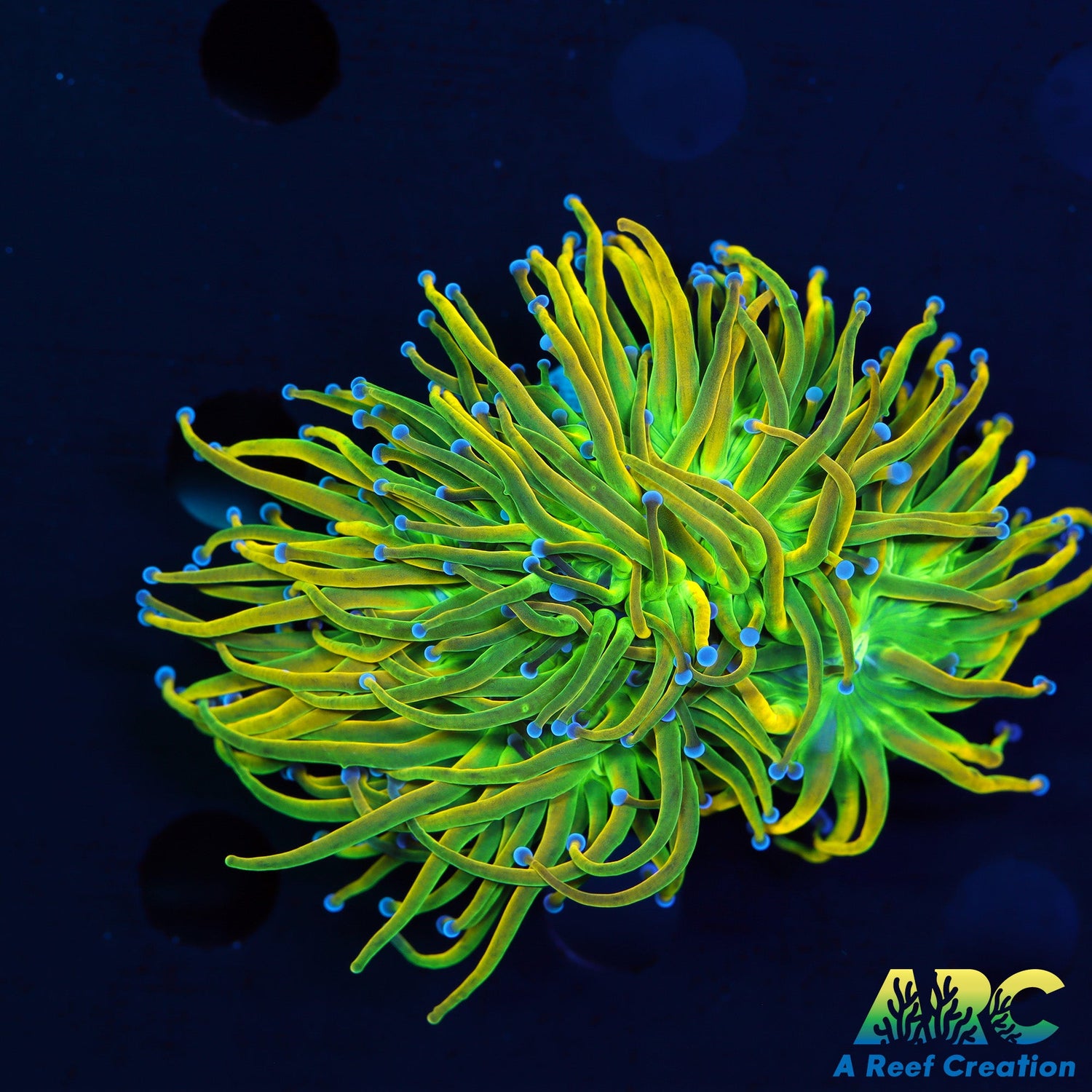 OG Holy Grail Torch Triple – A Reef Creation