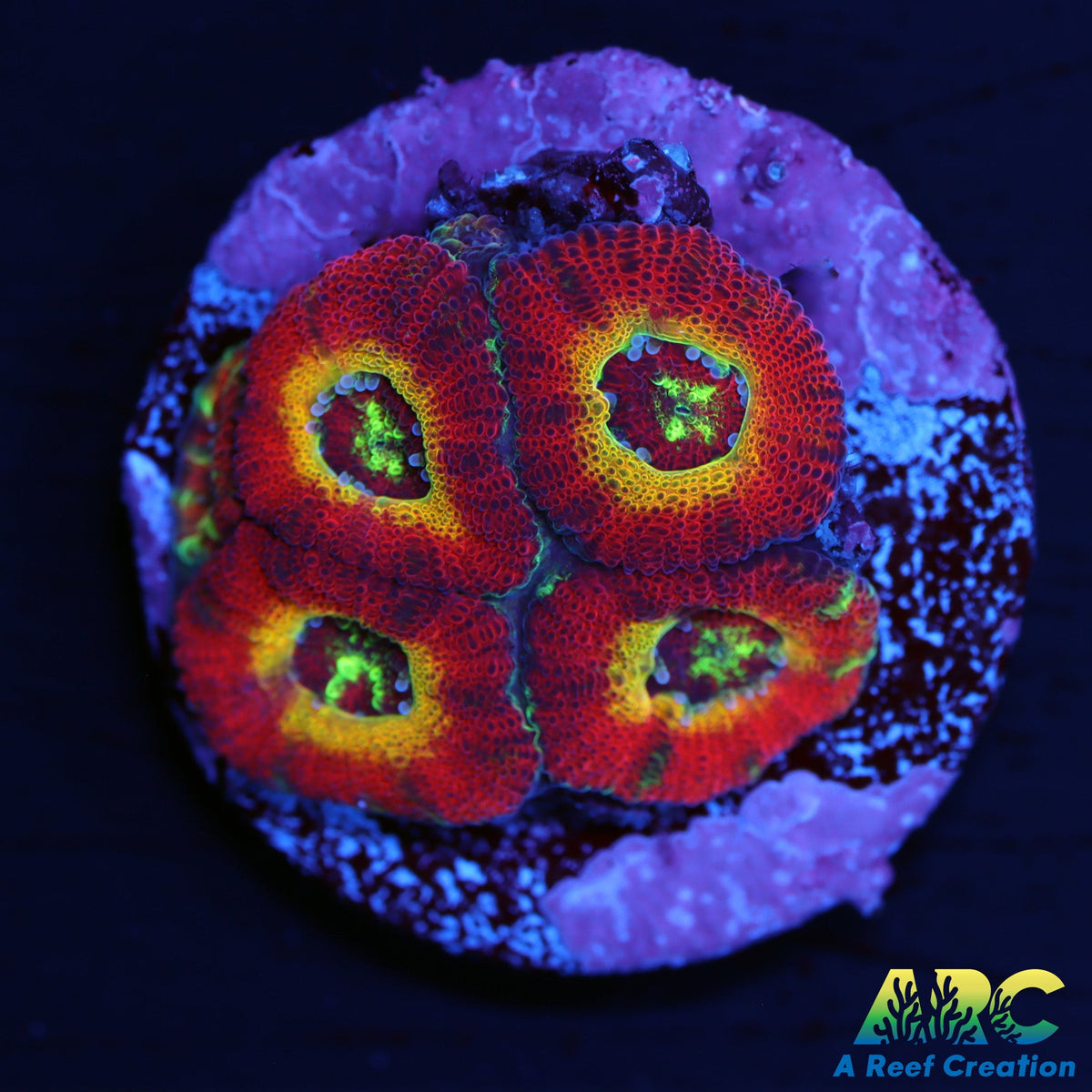 WWC Ruby Red Micromussa – A Reef Creation