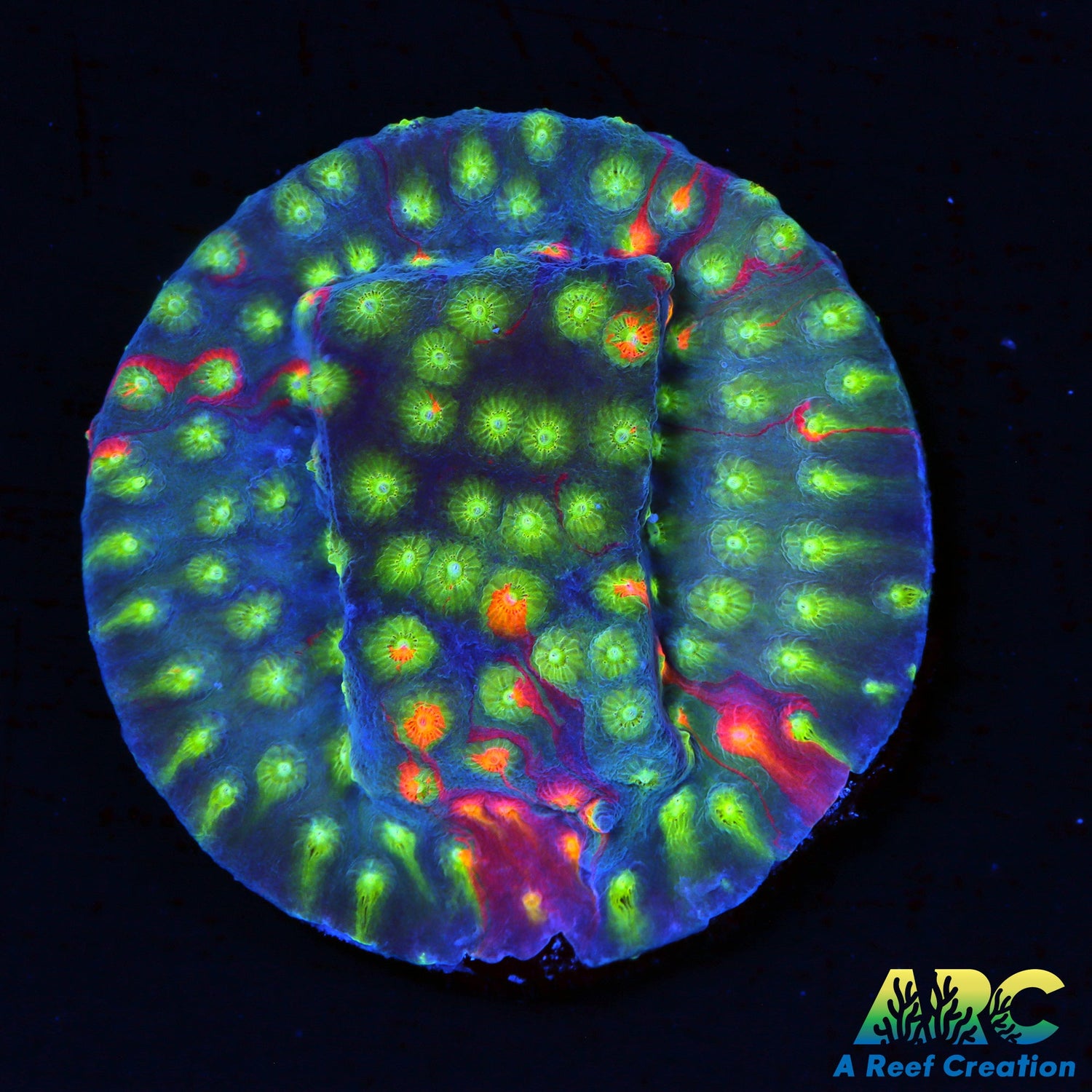 ARC Monet's Madness Cyphastrea – A Reef Creation