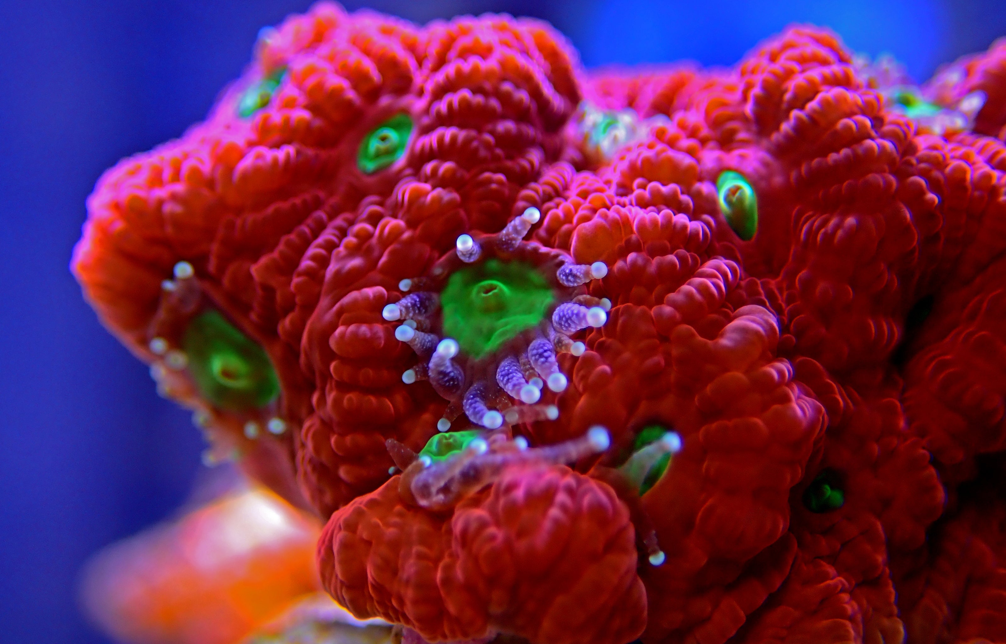 A Reef Creation