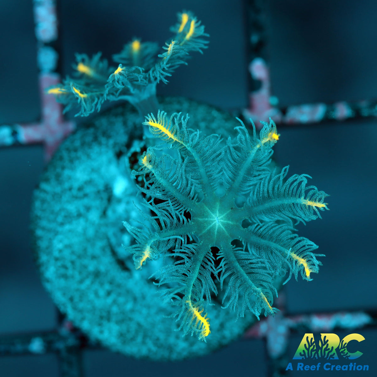 Gold Stripe Clove Polyps – A Reef Creation