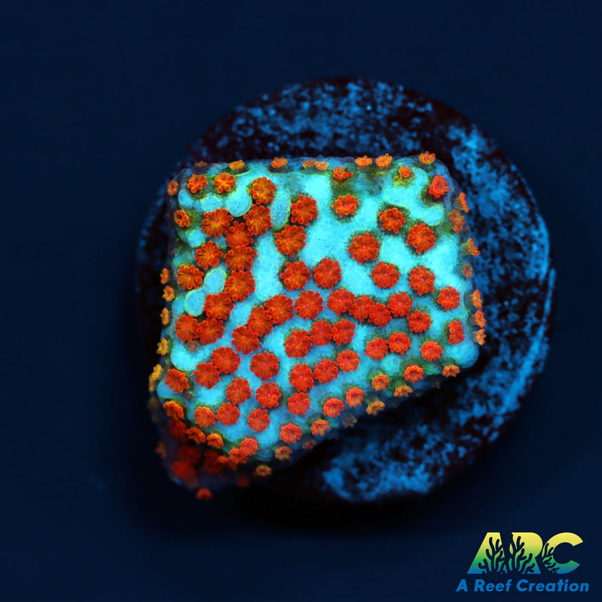 Rainbow Monti – A Reef Creation