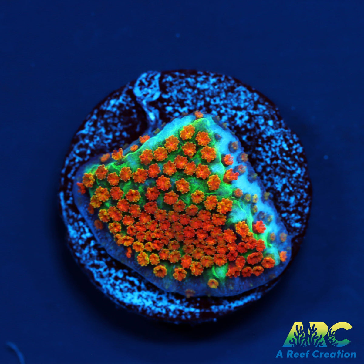 Rainbow Monti – A Reef Creation