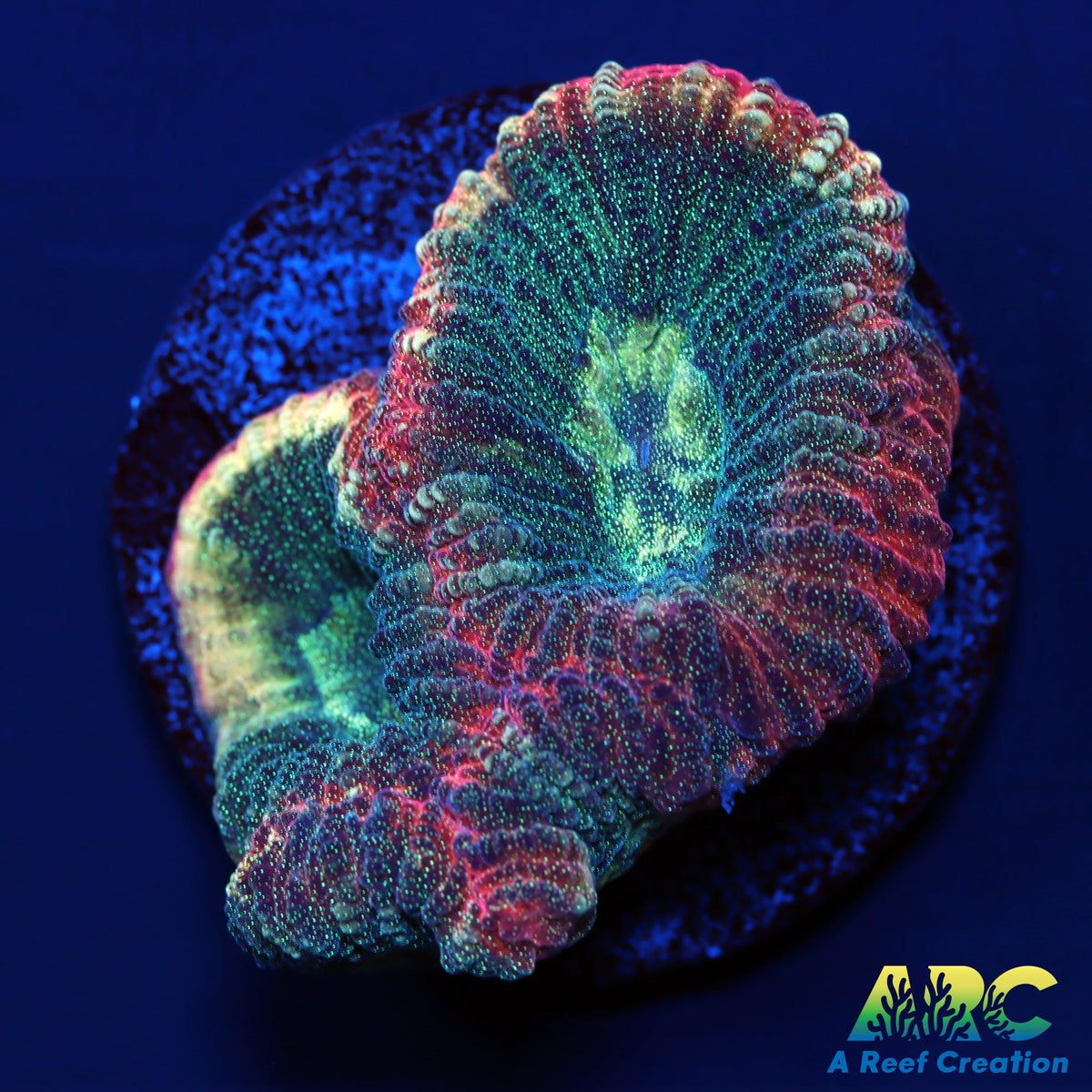 Brent's Reverse Prism Favia – A Reef Creation