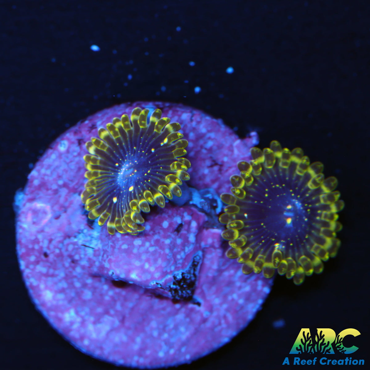 Exosphere Zoas – A Reef Creation