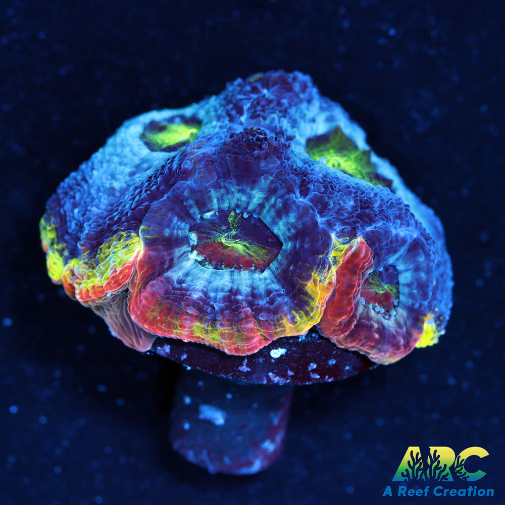 Mother Colonies – A Reef Creation