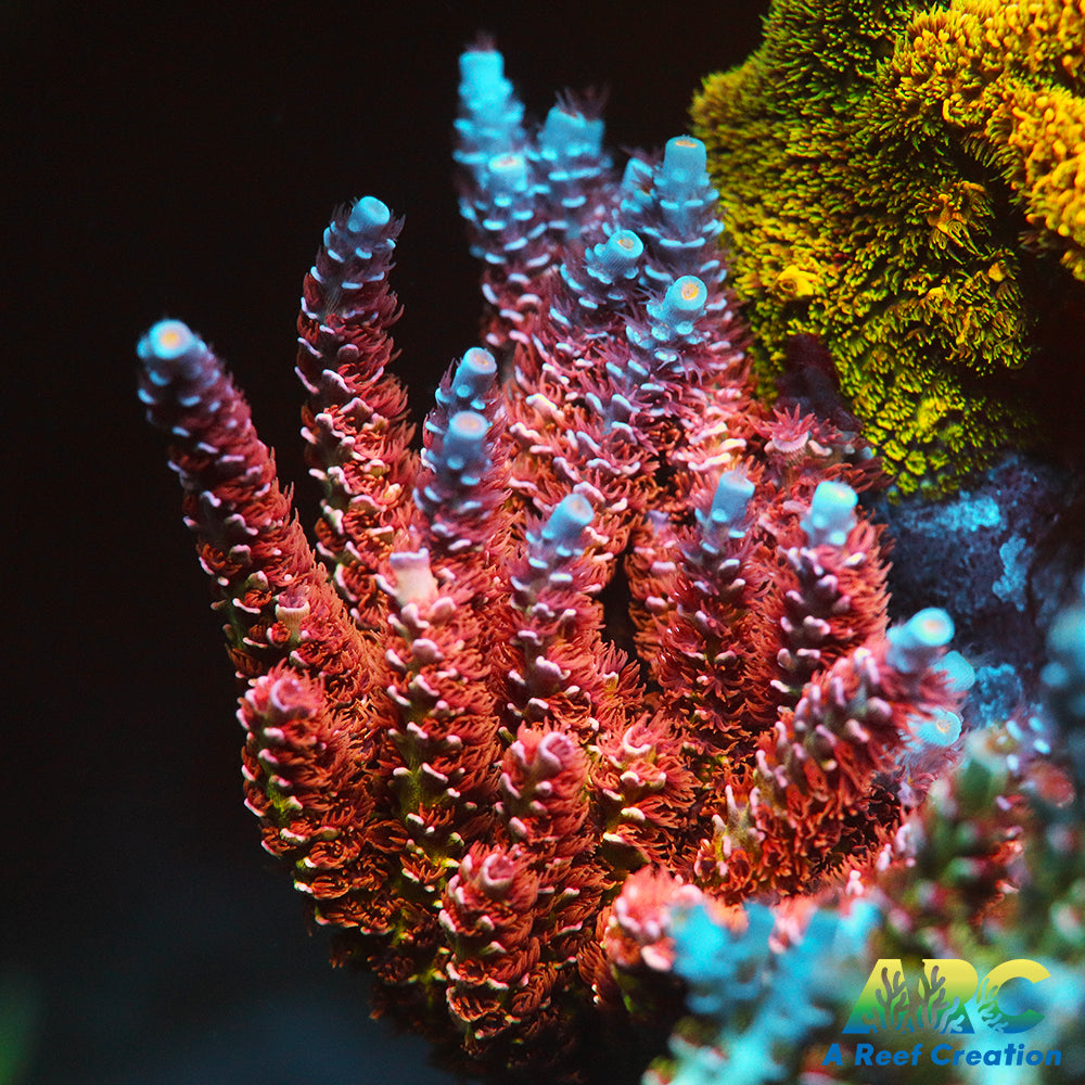 Mother Colonies – A Reef Creation