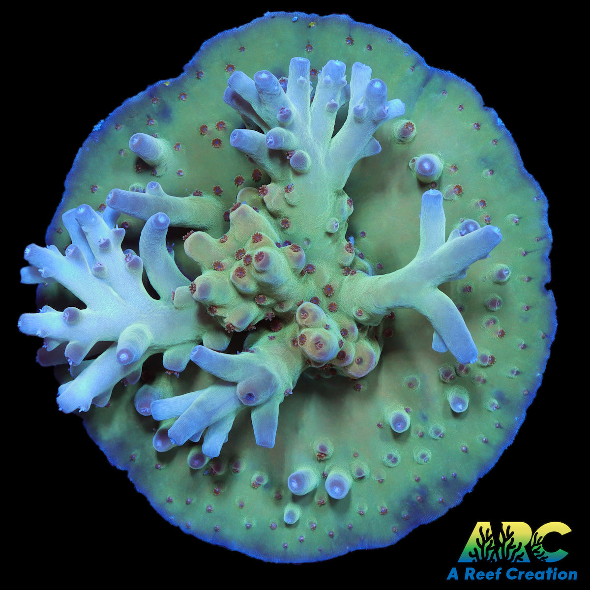 Lokani Acro Mother – A Reef Creation