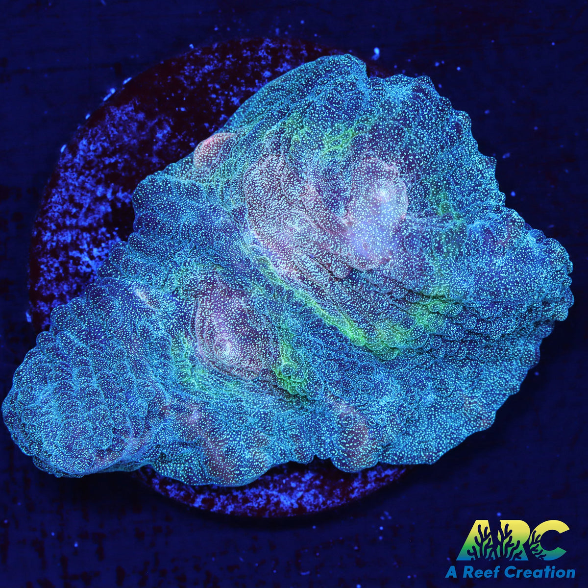 ARC Ultimate Space Invater Pectinia – A Reef Creation