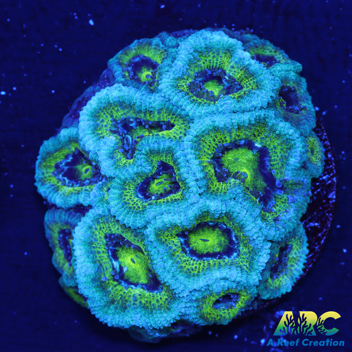 ARC Old School Micromussa – A Reef Creation