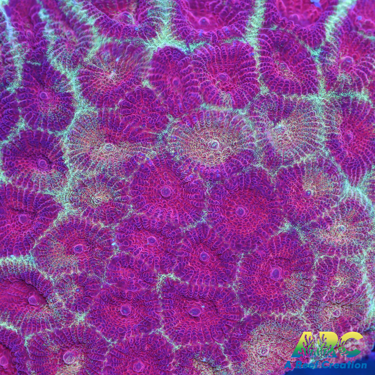 ARC Dante's Inferno Favia Mother Colony – A Reef Creation