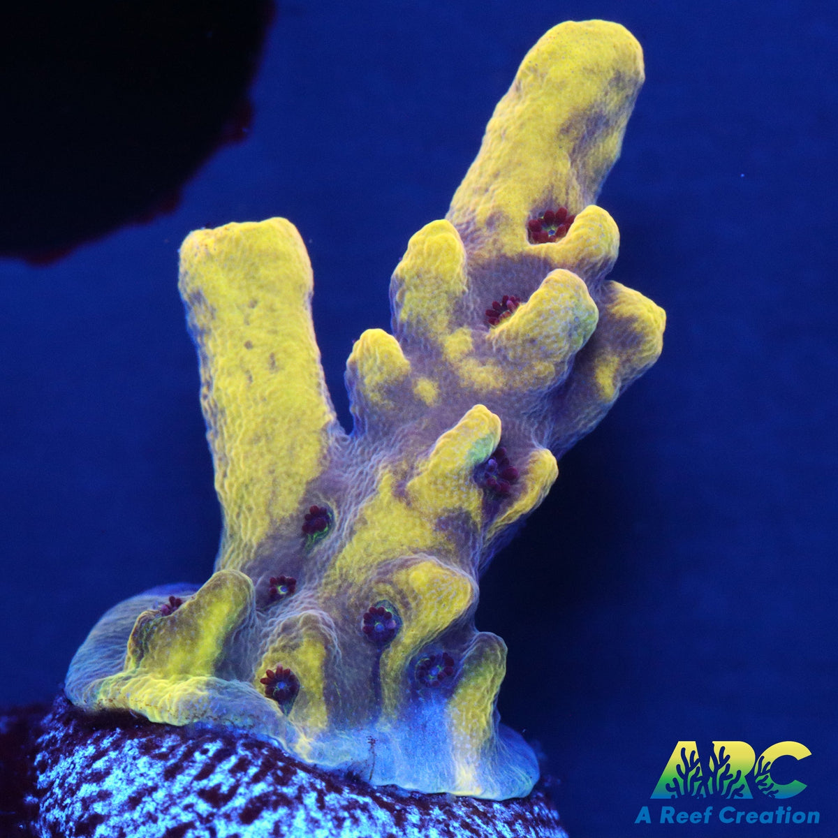 shopify auction – A Reef Creation