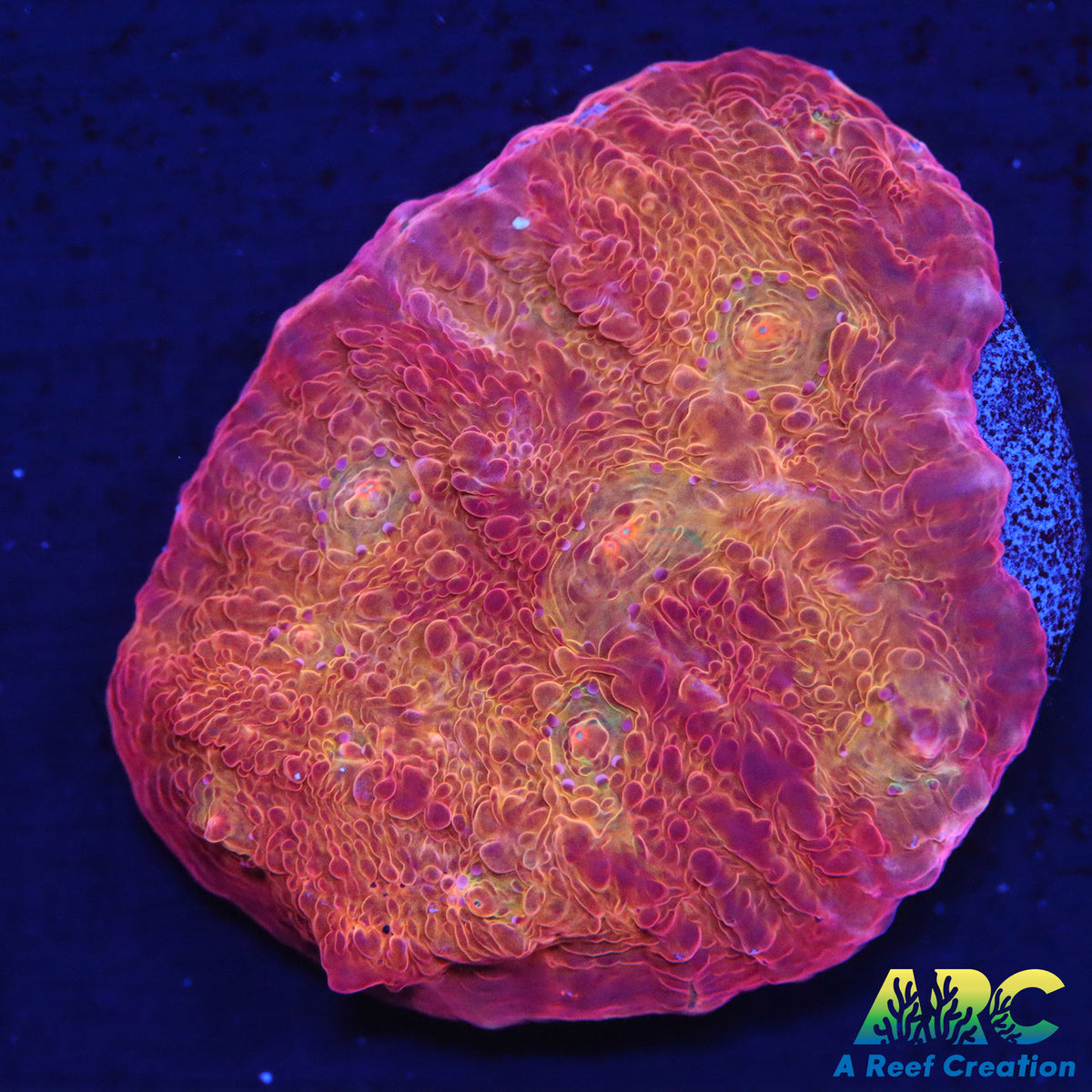 ARC Ludicrous Chalice – A Reef Creation