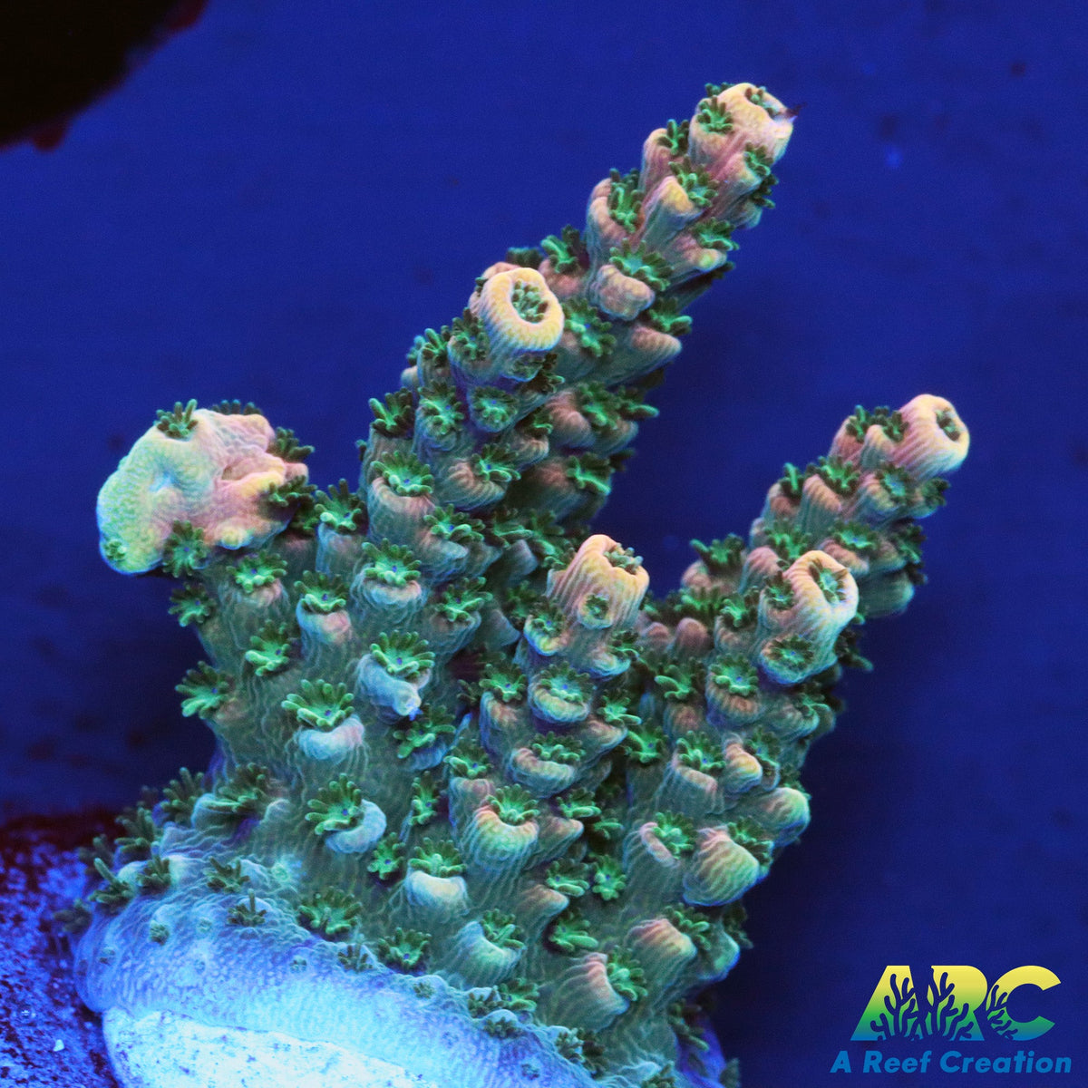 Sanjay's Partytime Table Acro – A Reef Creation