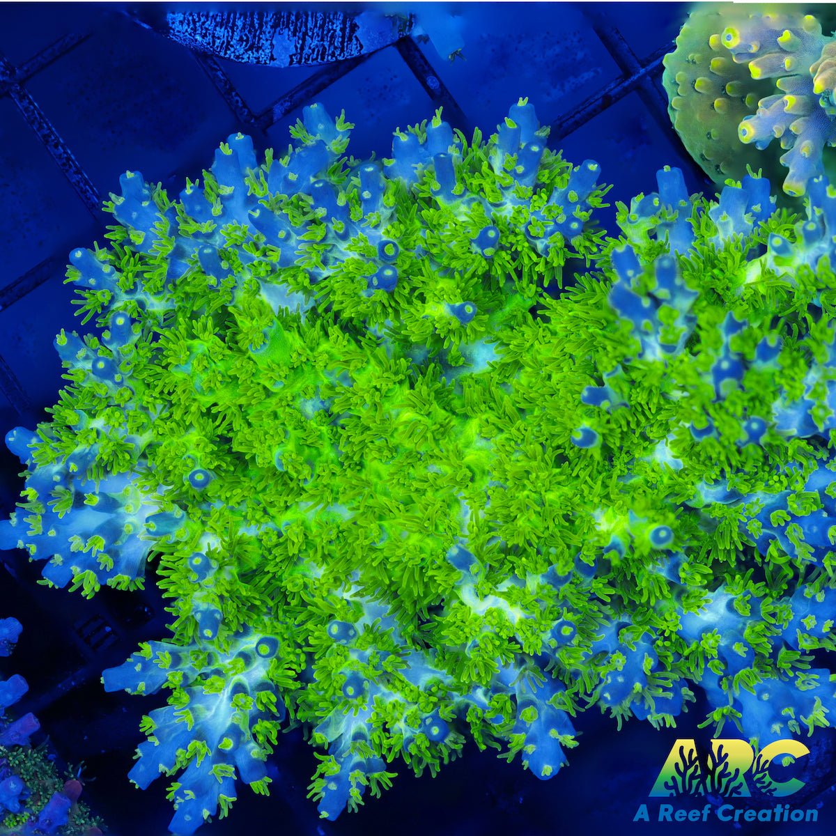 RRC Marvin the Martian Acro Mother – A Reef Creation
