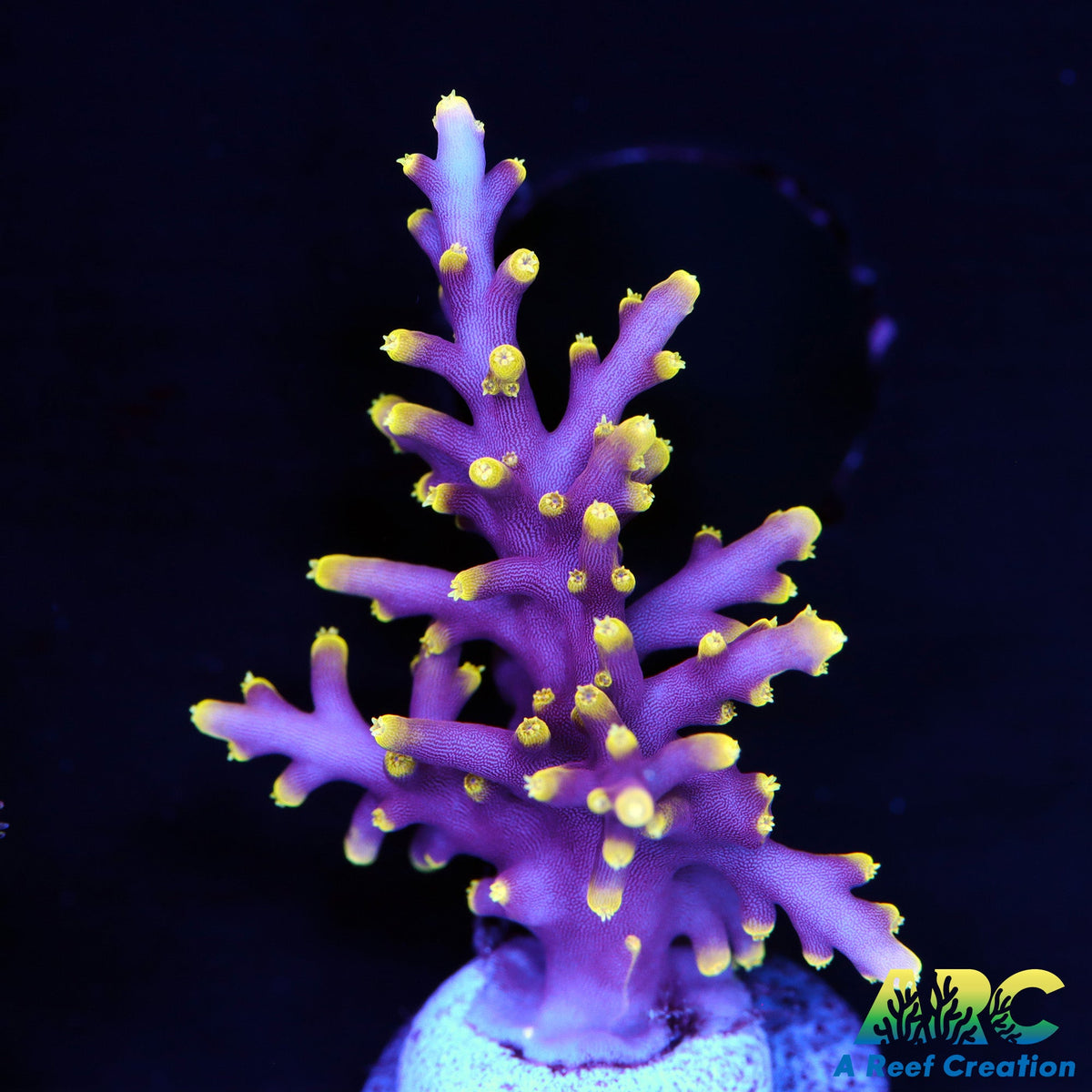 WWC Little Red Ferrari – A Reef Creation