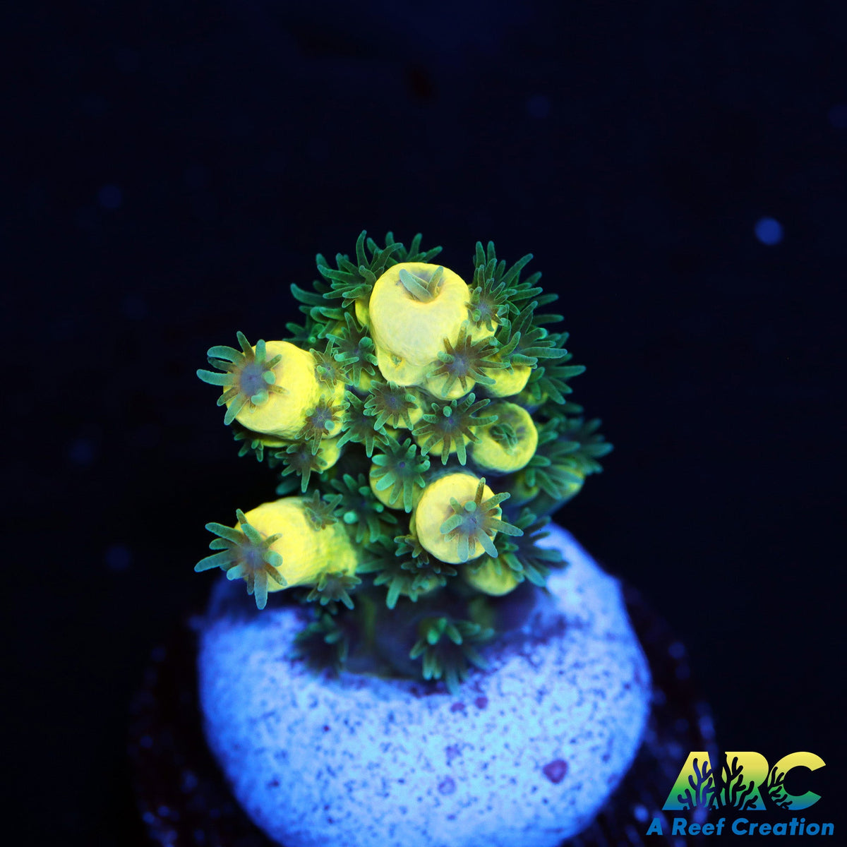 TCK Solar Beam – A Reef Creation
