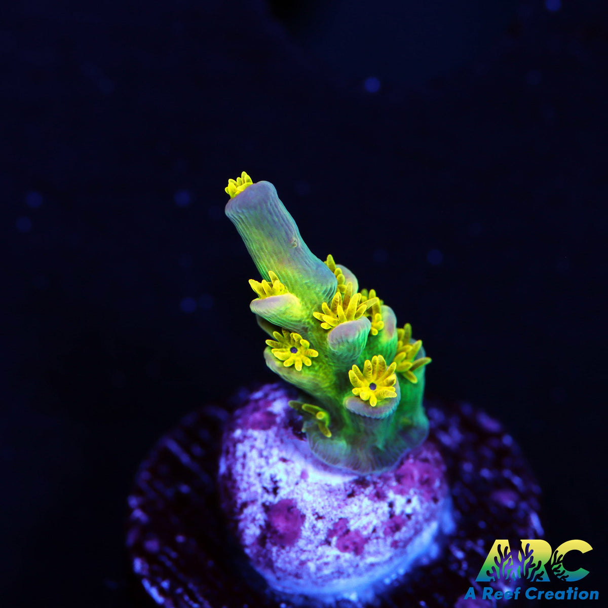 BigR Walt Disney Acro – A Reef Creation