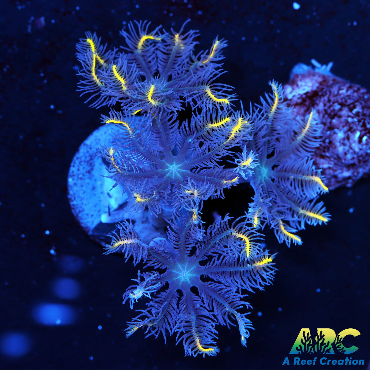 Gold Stripe Clove Polyps – A Reef Creation