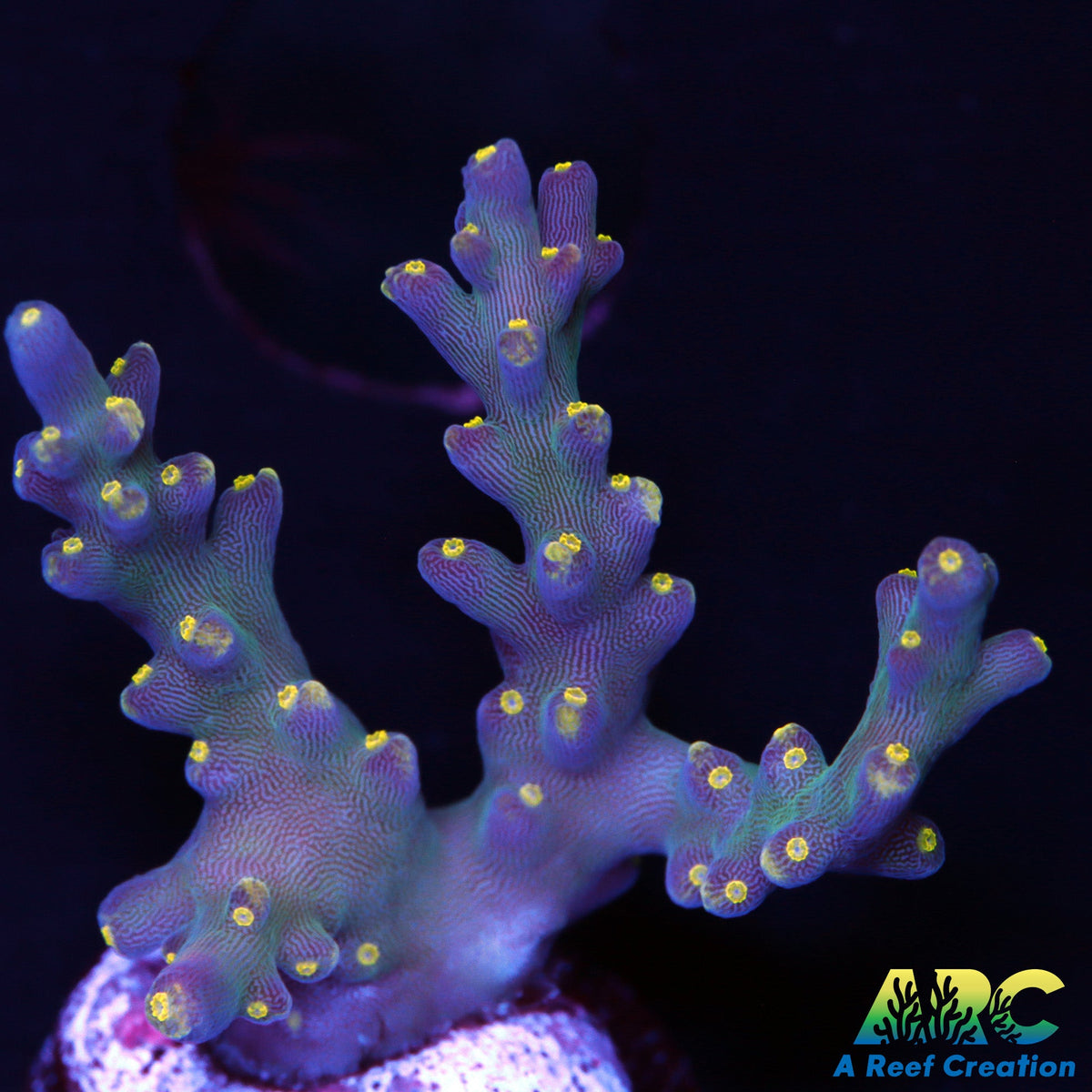 ARC Proximo – A Reef Creation