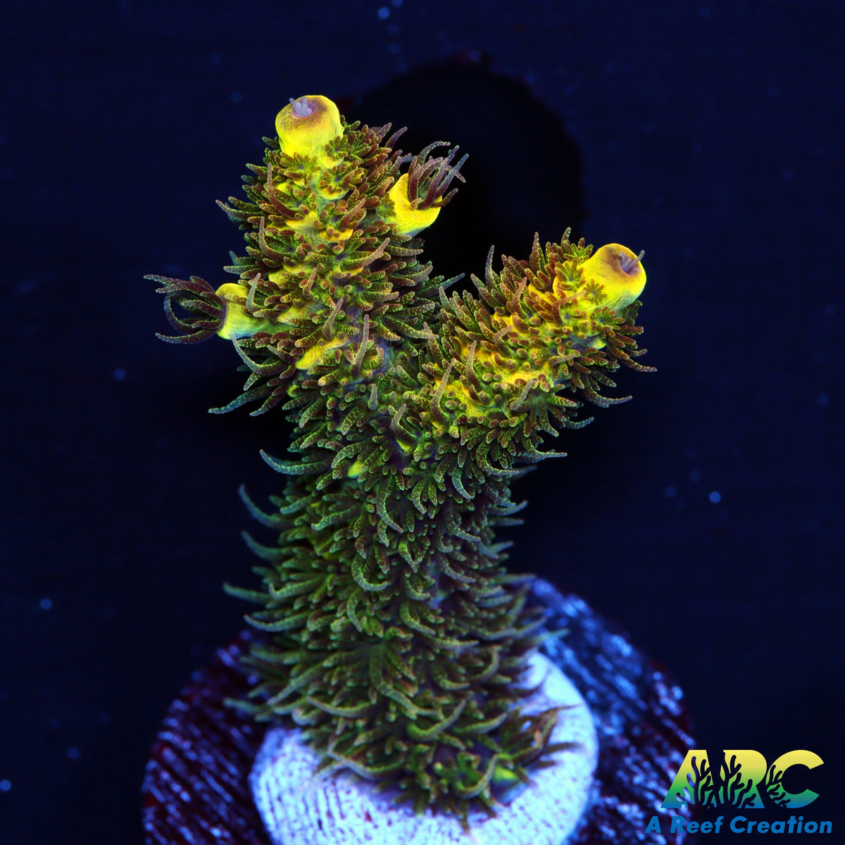 RRC Rainbow Splice – A Reef Creation