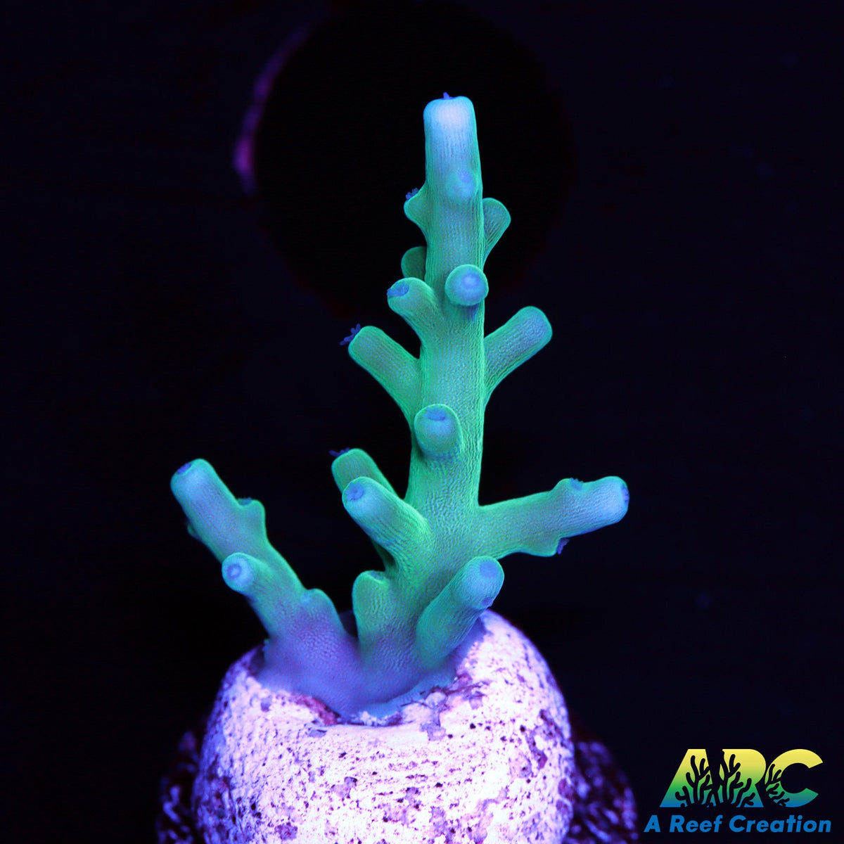 Sanjay's Blue Spruce Acro – A Reef Creation